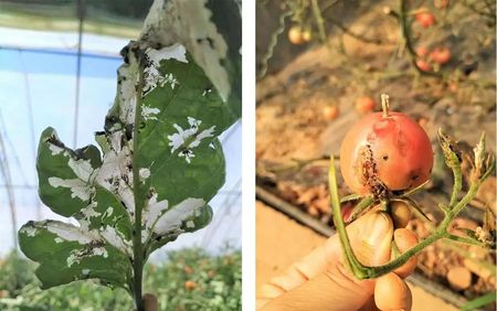 打击番茄潜麦 叶 蛾嚣张气焰就用信息素诱芯迷向产品 中捷四方