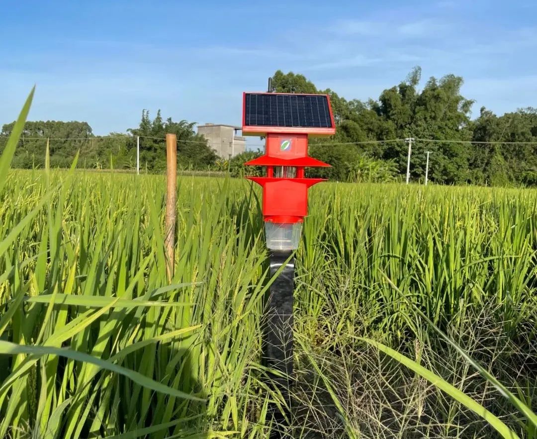 昆虫信息素产品防控二化螟的效果？看完这些图就知道了！ - 中捷四方