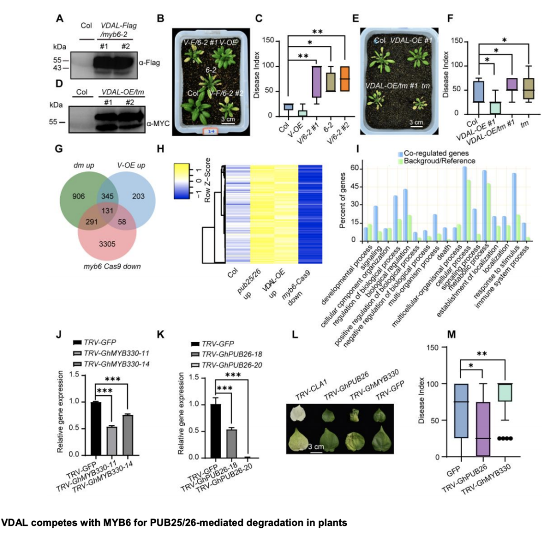 【最新】维大力VDAL作用机理明确了！快来查阅这篇刚刚发布在《The Plant Cell》的文献！ - 中捷四方